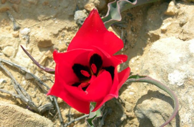 The Most Popular Flowers in Israel - California Beat