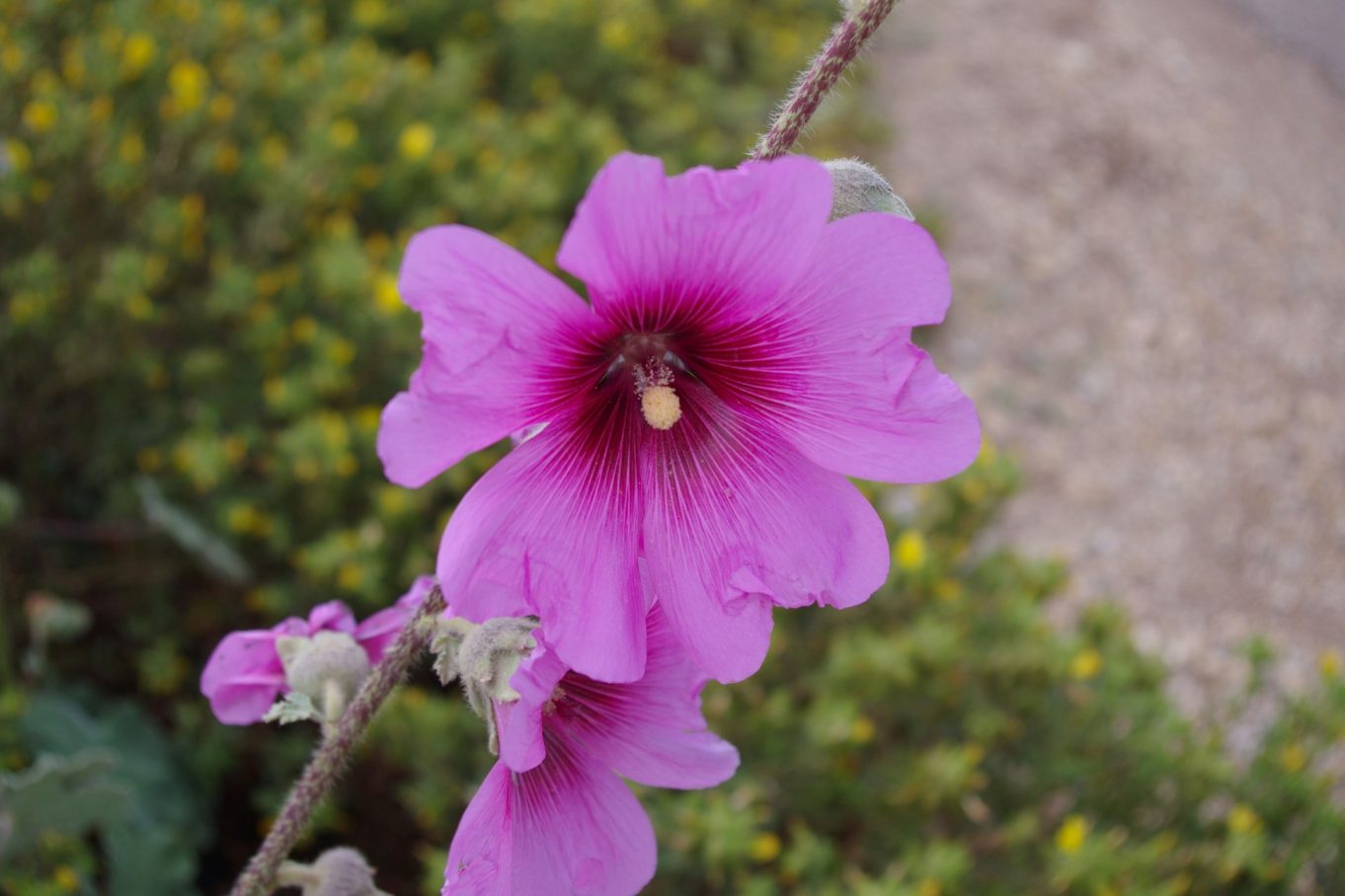 The Most Popular Flowers in Israel - California Beat