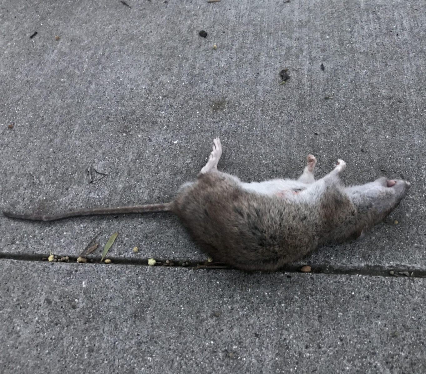 Is It Illegal To Use Rat Poison In California? - California Beat