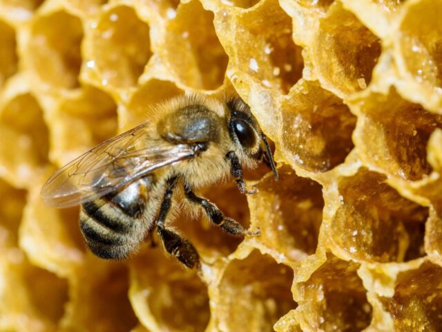 Buzzing Into the Beeworld: Types of Bees - California Beat
