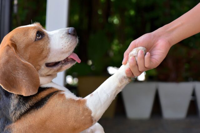 Dog Treat Training: When & How to Reward Dogs - California Beat