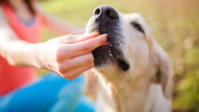 Dog Treat Training: When & How to Reward Dogs - California Beat