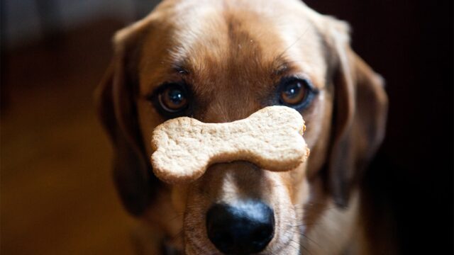 Dog Treat Training: When & How to Reward Dogs - California Beat