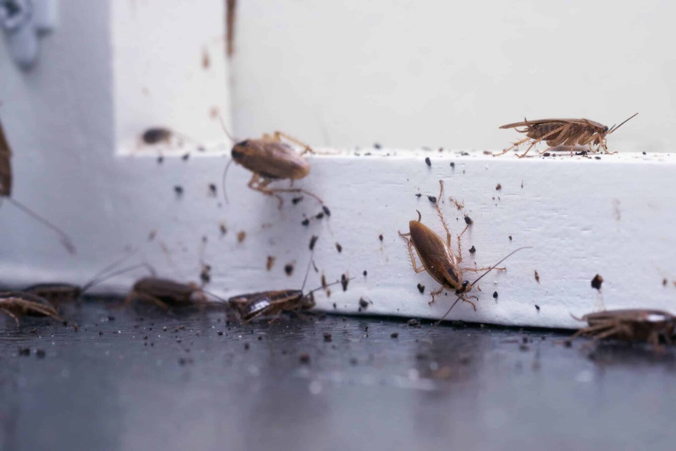 5 Common Insects Found in Orange County Homes and Businesses ...